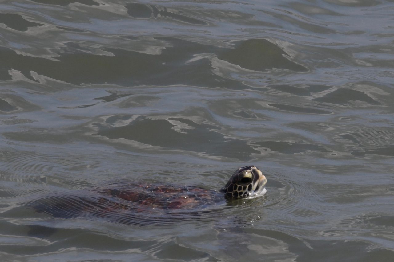Turtles of South Carolina | South Carolina Partners in Amphibian and ...