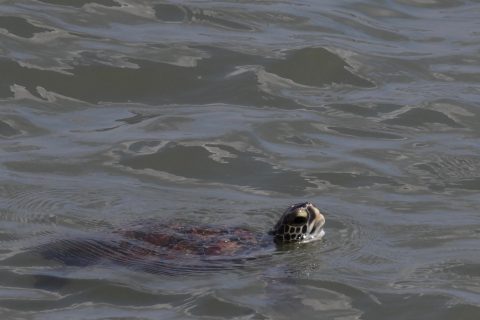 Turtles of South Carolina | South Carolina Partners in Amphibian and ...