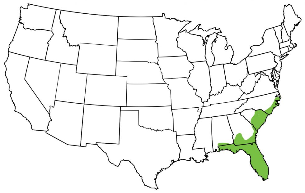 Black Swampsnake | South Carolina Partners in Amphibian and Reptile ...