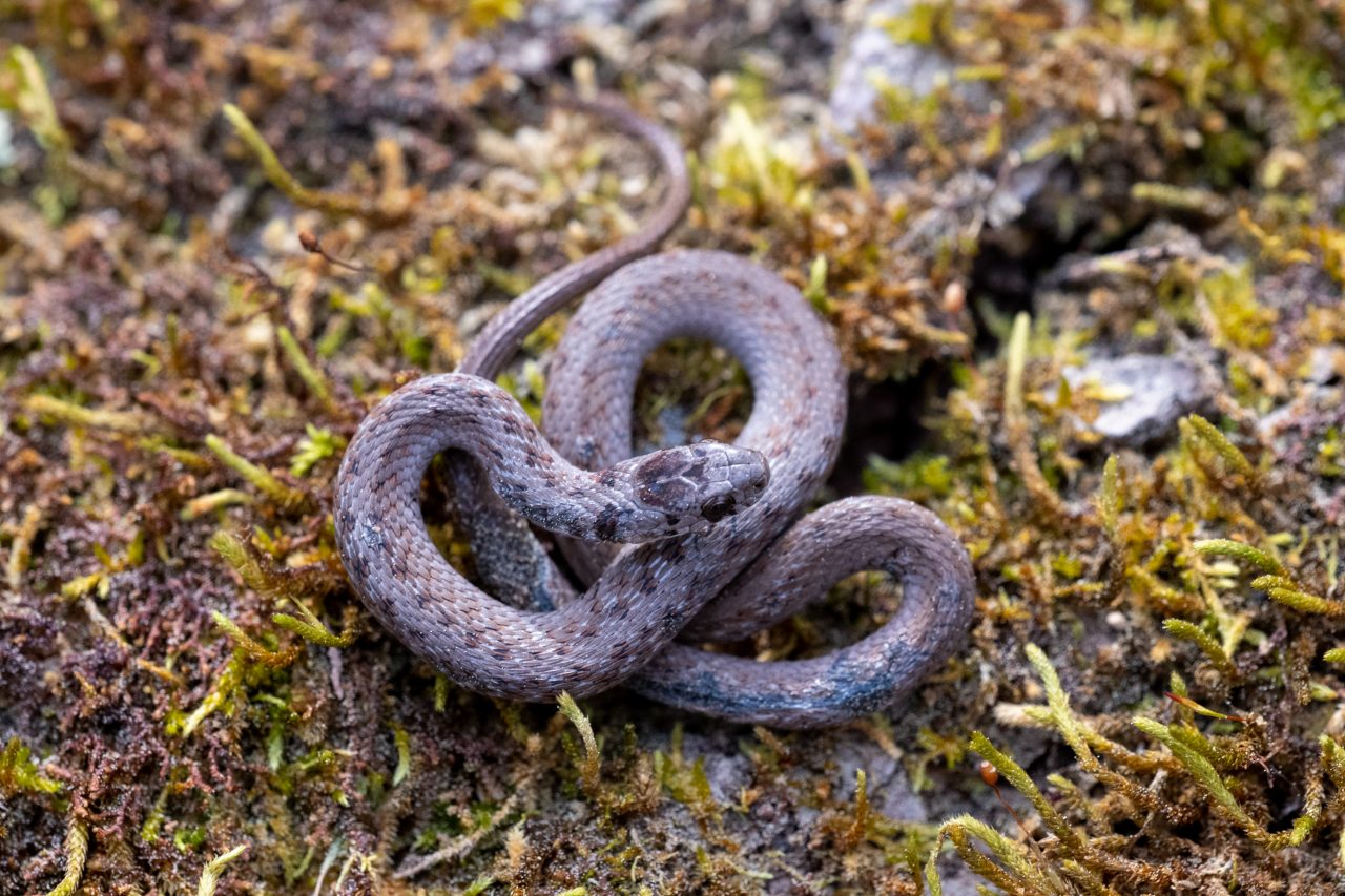 Snakes of South Carolina | South Carolina Partners in Amphibian and ...
