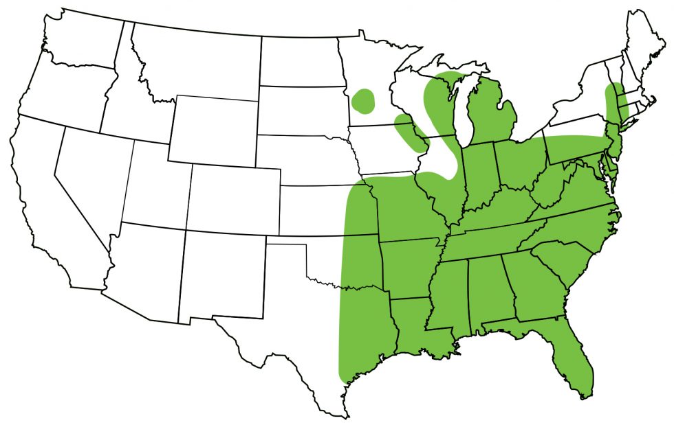 Common Five-lined Skink | South Carolina Partners in Amphibian and ...