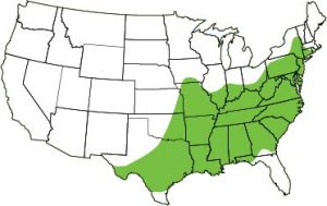 Copperhead | South Carolina Partners in Amphibian and Reptile Conservation