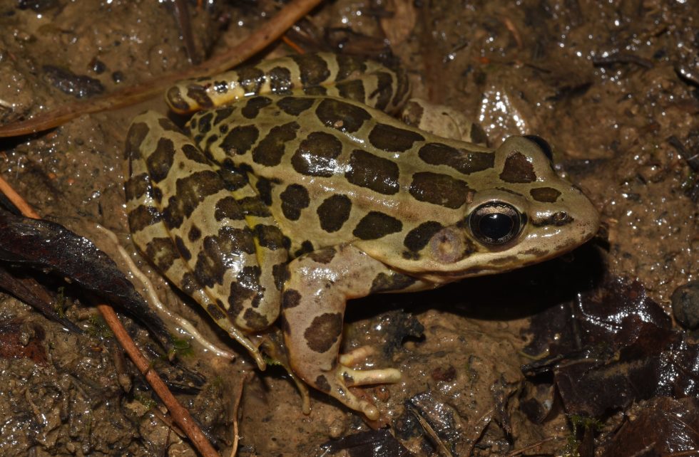 Frogs and Toads of South Carolina | South Carolina Partners in ...
