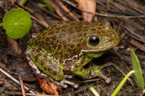 Frogs and Toads of South Carolina | South Carolina Partners in ...