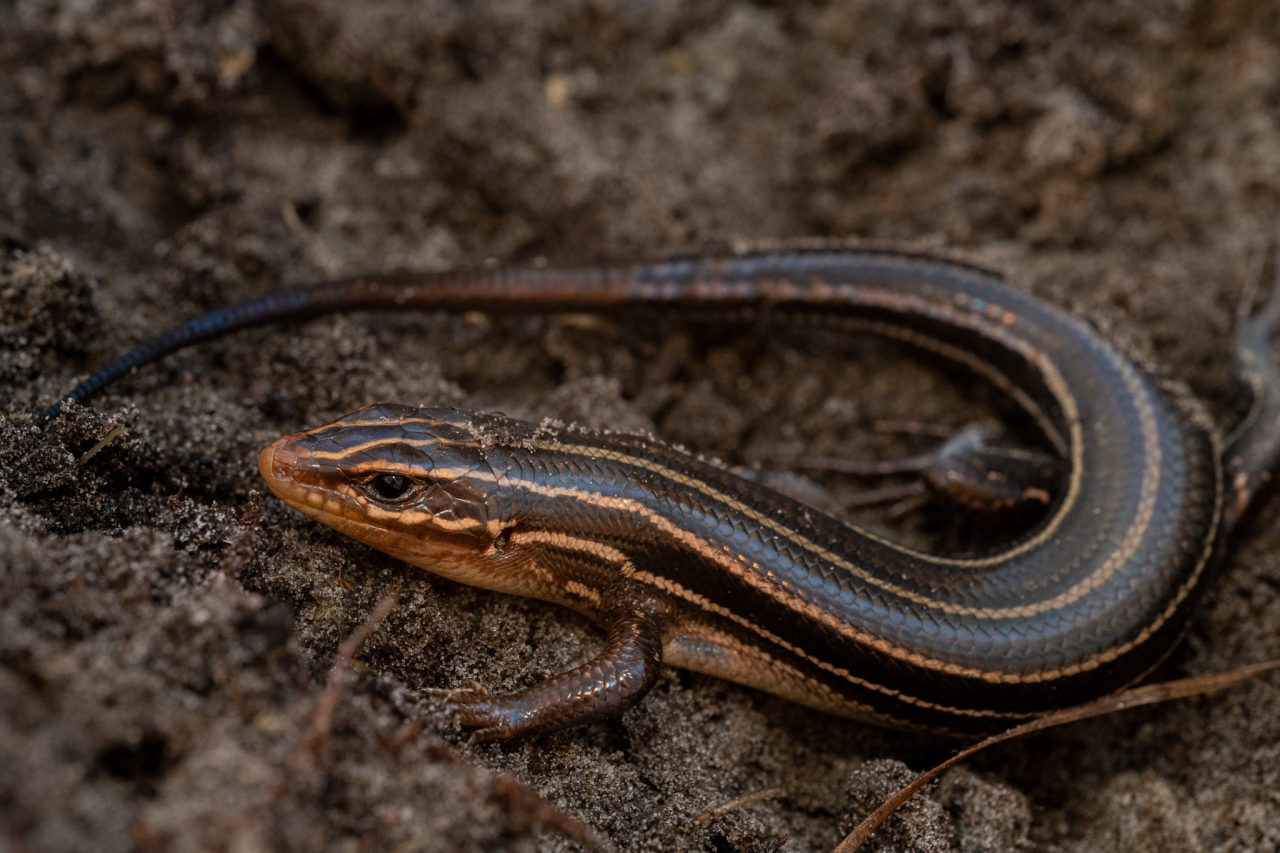 Lizards of South Carolina | South Carolina Partners in Amphibian and ...