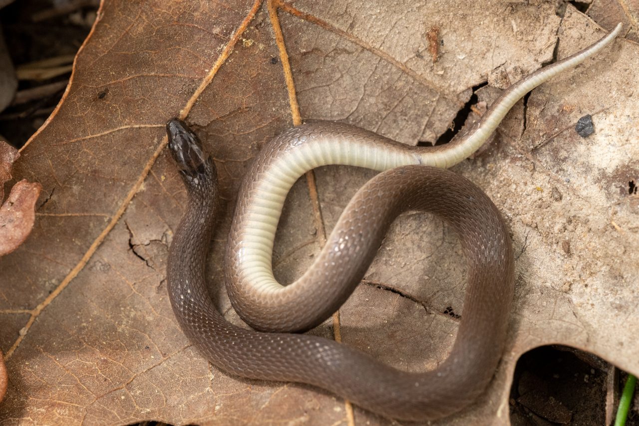 Snakes of South Carolina | South Carolina Partners in Amphibian and ...
