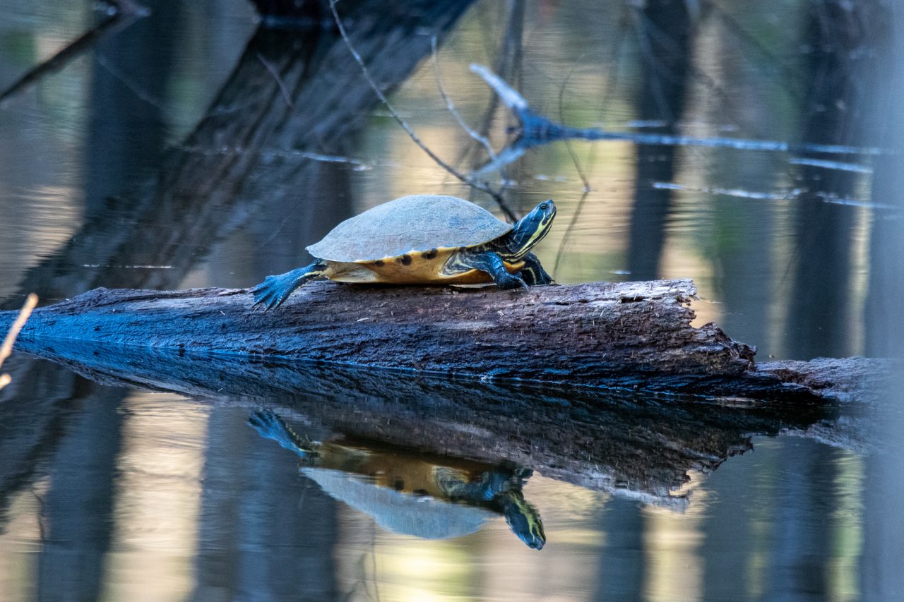 Turtles of South Carolina | South Carolina Partners in Amphibian and ...