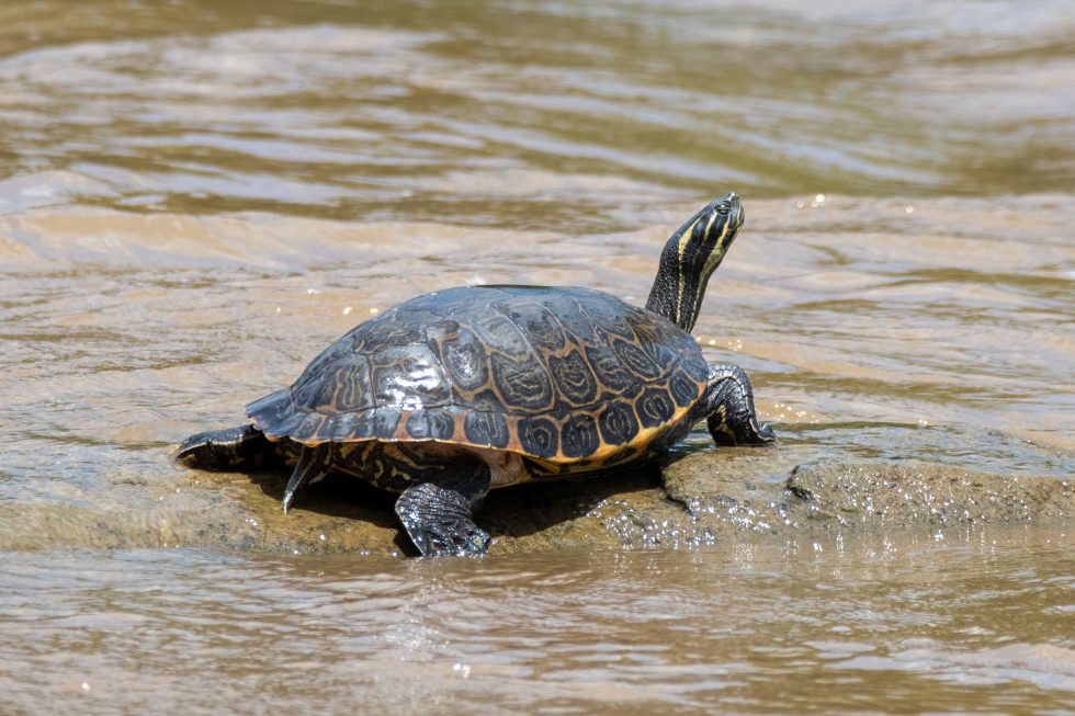Turtles of South Carolina | South Carolina Partners in Amphibian and ...