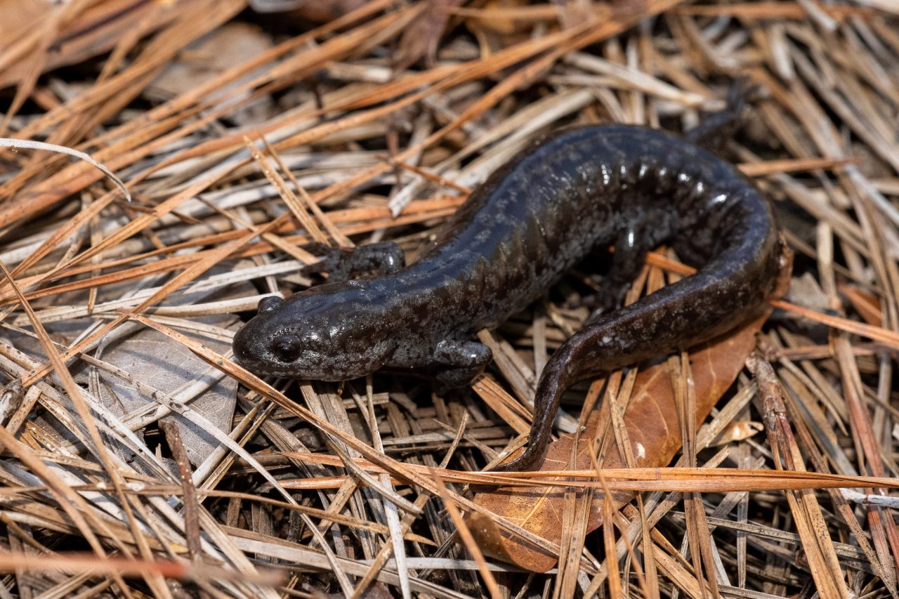 Salamanders of South Carolina | South Carolina Partners in Amphibian ...