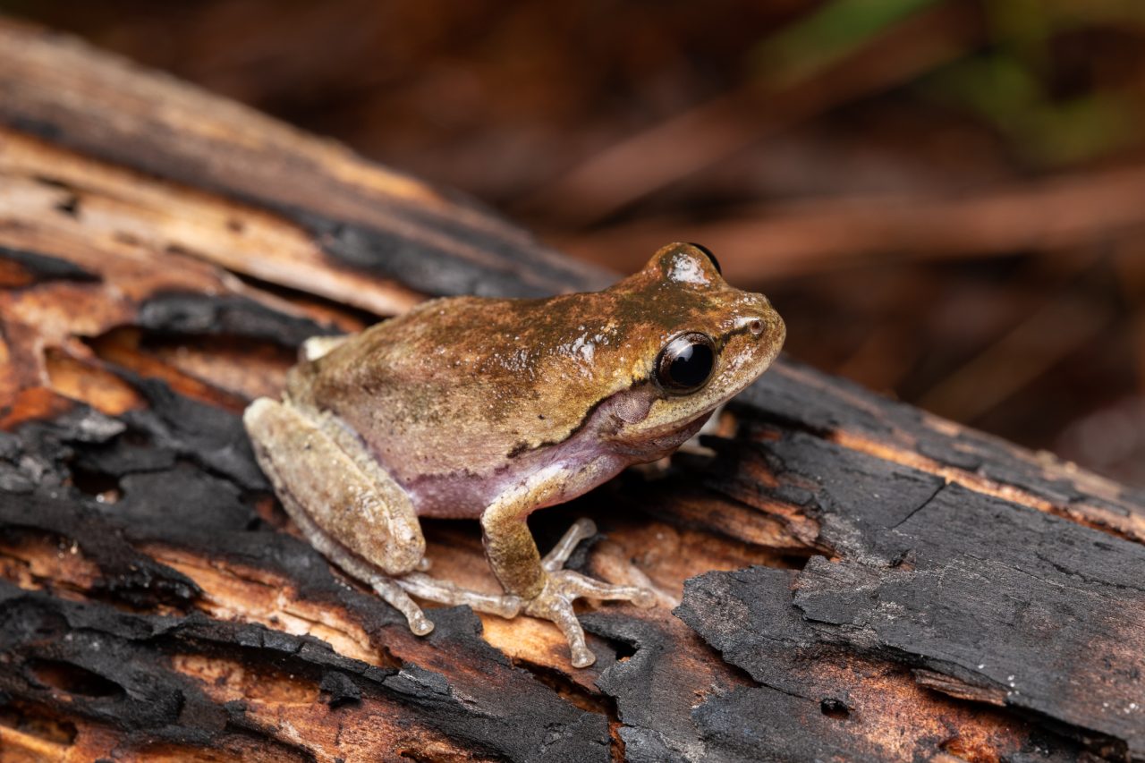 Frogs and Toads of South Carolina | South Carolina Partners in ...