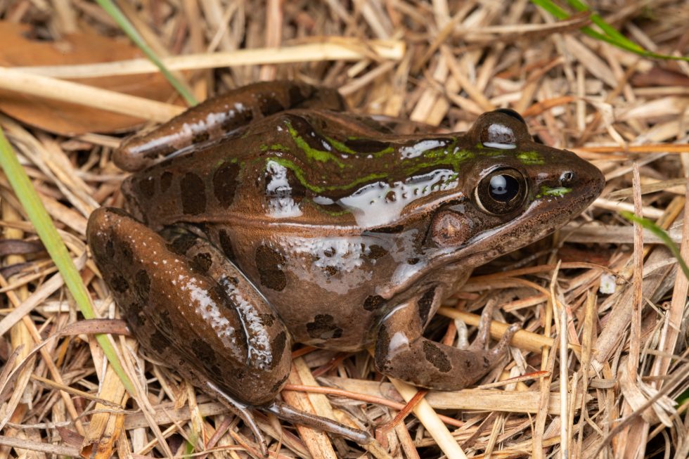 Frogs and Toads of South Carolina | South Carolina Partners in ...