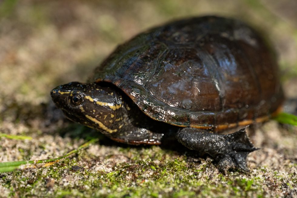 Turtles of South Carolina | South Carolina Partners in Amphibian and ...