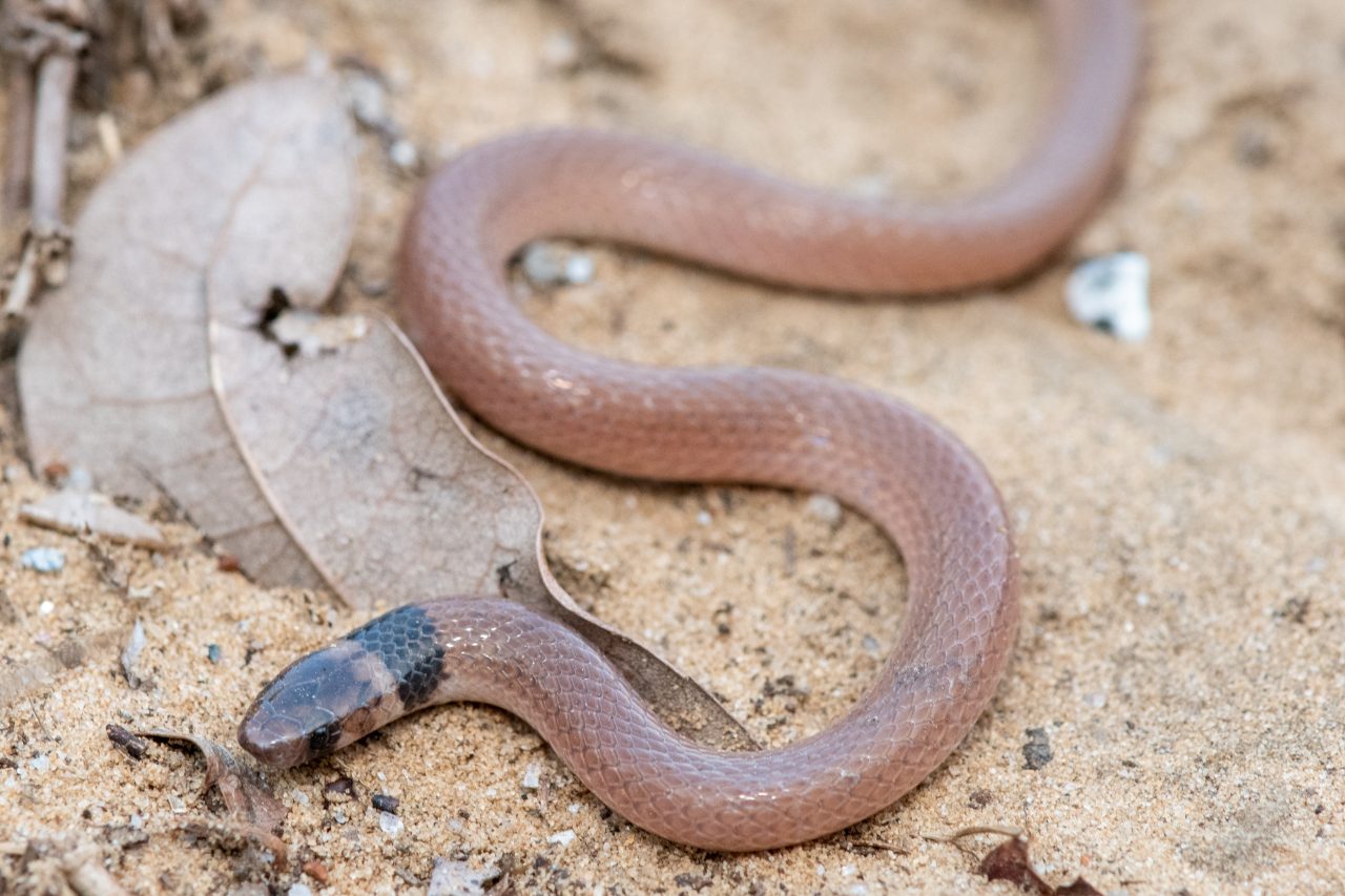 Snakes of South Carolina | South Carolina Partners in Amphibian and ...