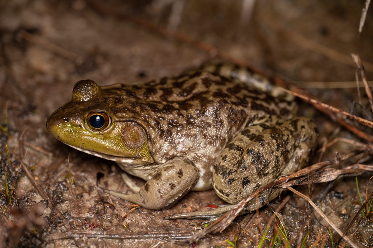 Frogs and Toads of South Carolina | South Carolina Partners in ...
