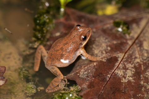 Frogs and Toads of South Carolina | South Carolina Partners in ...