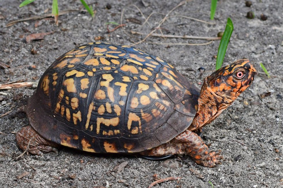 Turtles of South Carolina | South Carolina Partners in Amphibian and ...