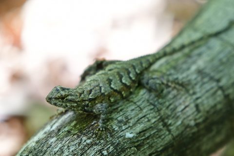 Lizards of South Carolina | South Carolina Partners in Amphibian and ...
