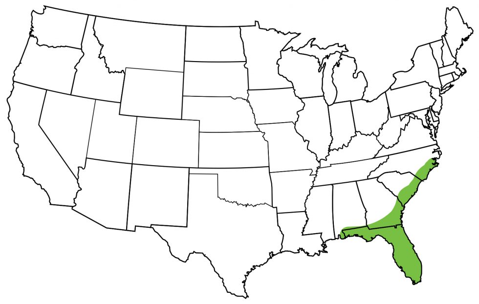 Eastern Diamond-backed Rattlesnake | South Carolina Partners in ...