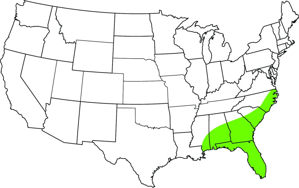 Eastern Glass Lizard | South Carolina Partners in Amphibian and Reptile ...