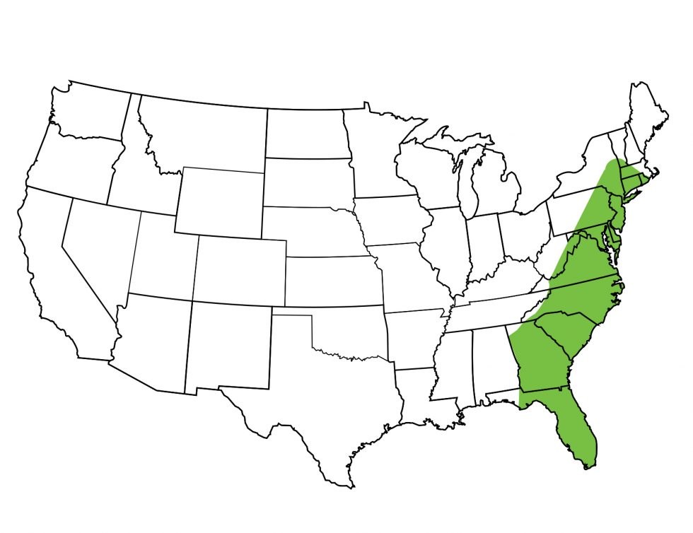 Eastern Ratsnake | South Carolina Partners in Amphibian and Reptile ...