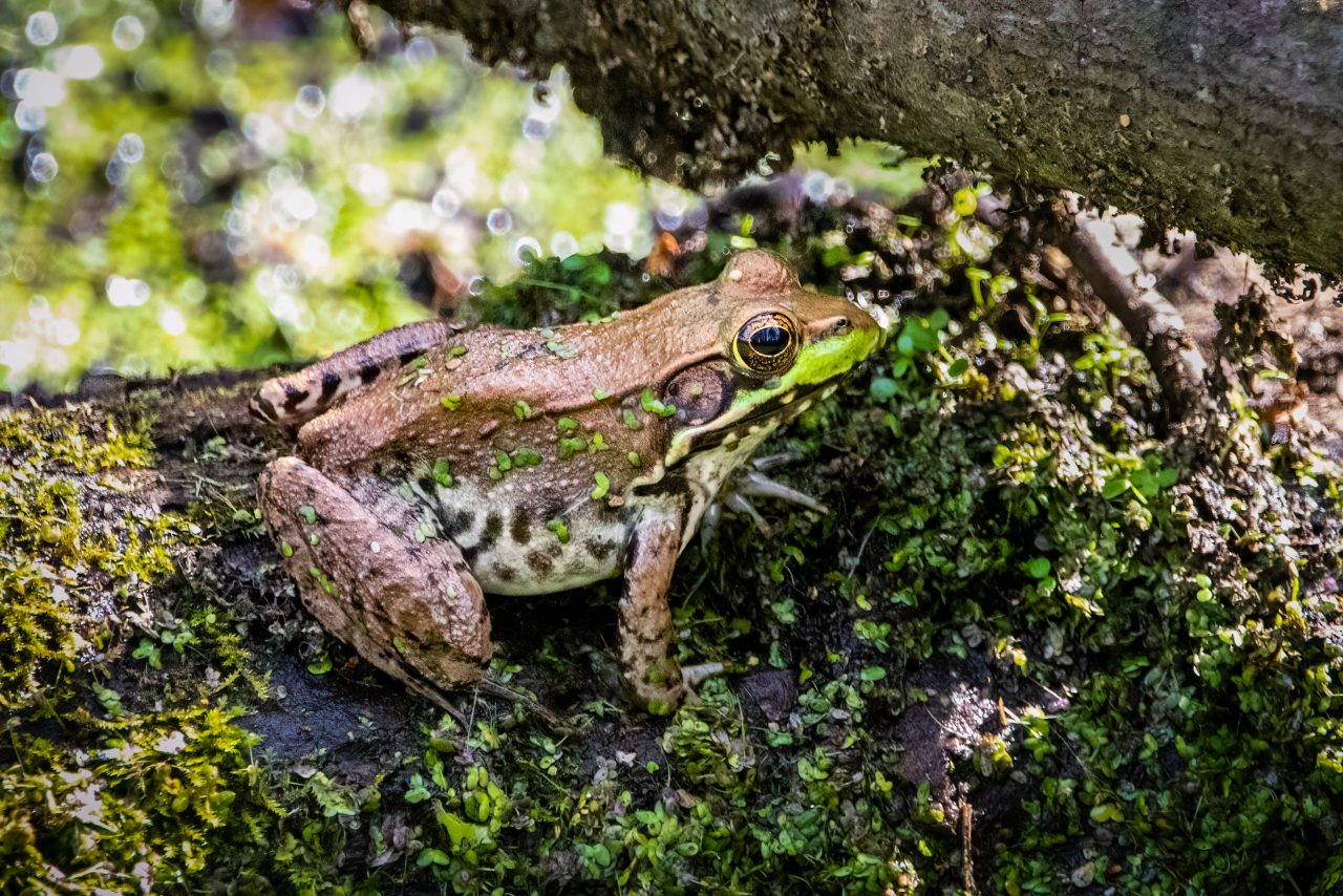Frogs and Toads of South Carolina | South Carolina Partners in ...