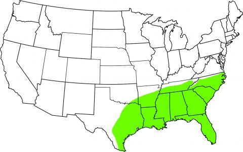 Green Anole | South Carolina Partners in Amphibian and Reptile Conservation