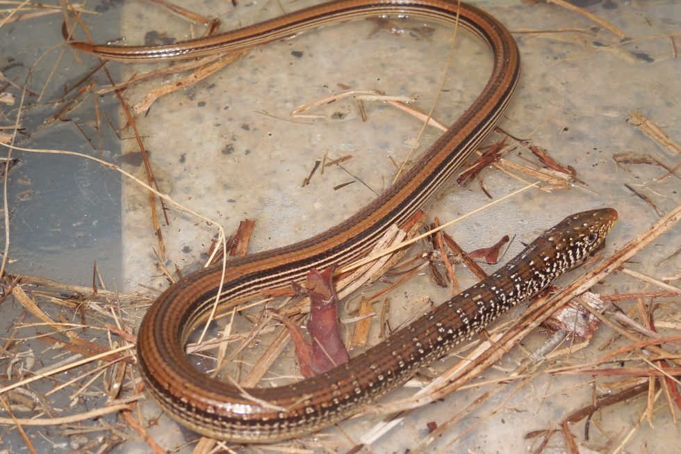 Lizards of South Carolina | South Carolina Partners in Amphibian and ...