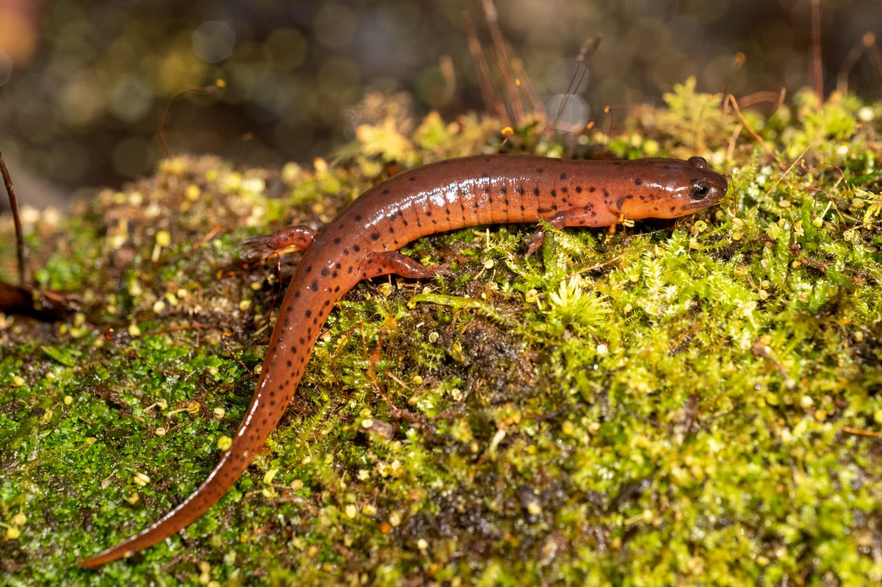 Salamanders of South Carolina | South Carolina Partners in Amphibian ...