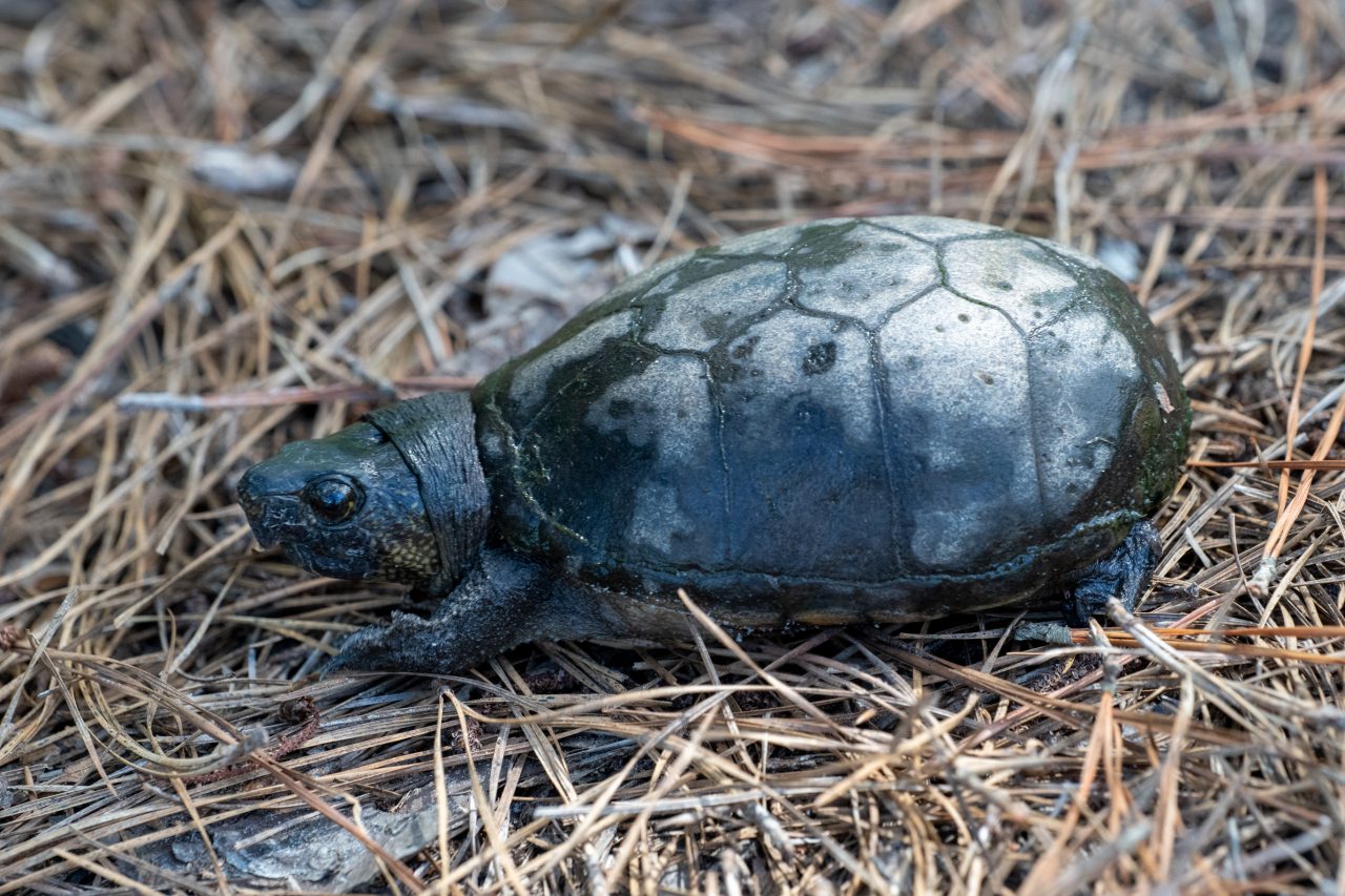 Turtles of South Carolina | South Carolina Partners in Amphibian and ...