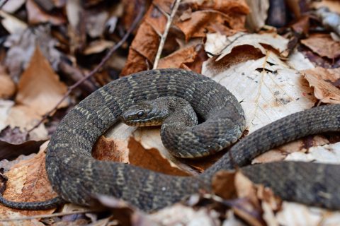 Snakes of South Carolina | South Carolina Partners in Amphibian and ...