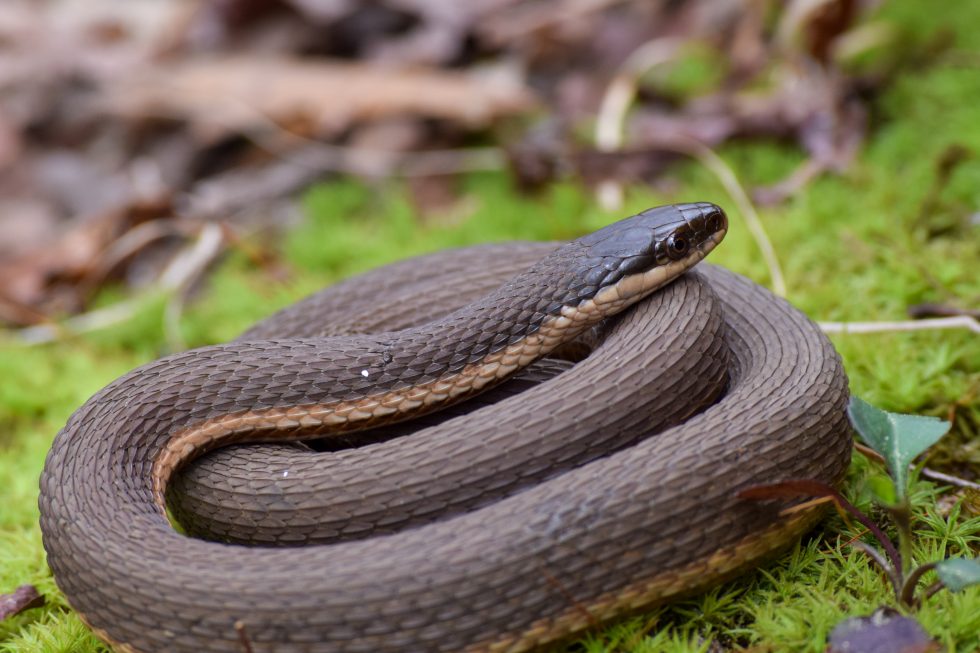 Snakes of South Carolina | South Carolina Partners in Amphibian and ...
