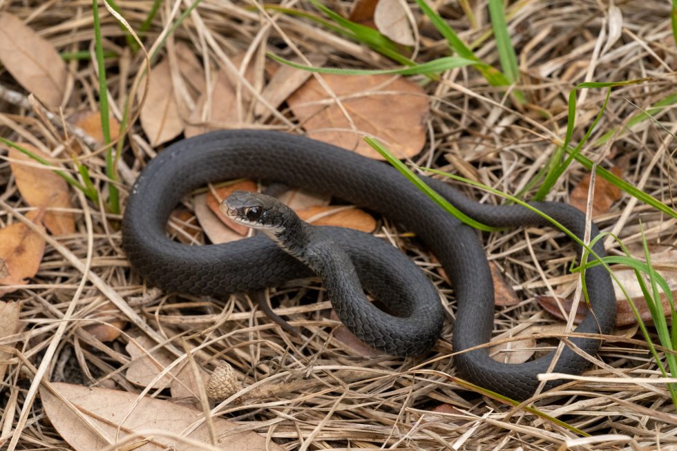 Snakes of South Carolina | South Carolina Partners in Amphibian and ...