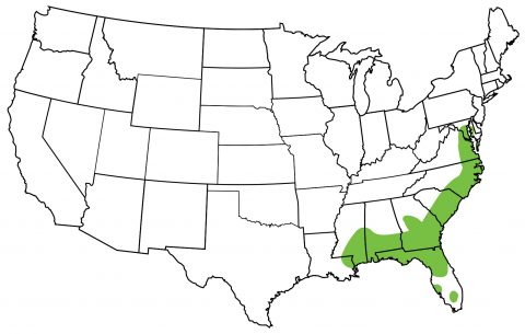 Rainbow Snake | South Carolina Partners in Amphibian and Reptile ...