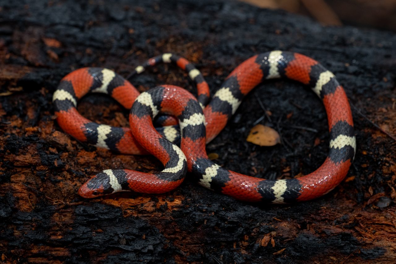 Snakes of South Carolina | South Carolina Partners in Amphibian and ...