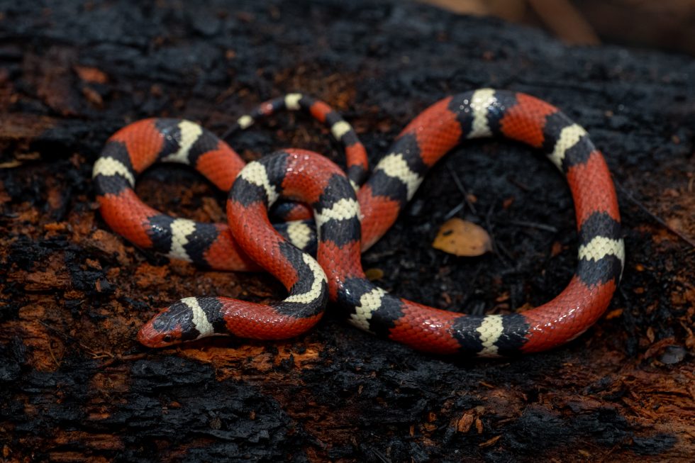 Snakes of South Carolina | South Carolina Partners in Amphibian and ...
