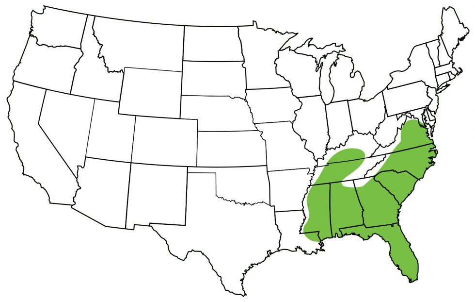 Southeastern Five-lined Skink | South Carolina Partners in Amphibian ...