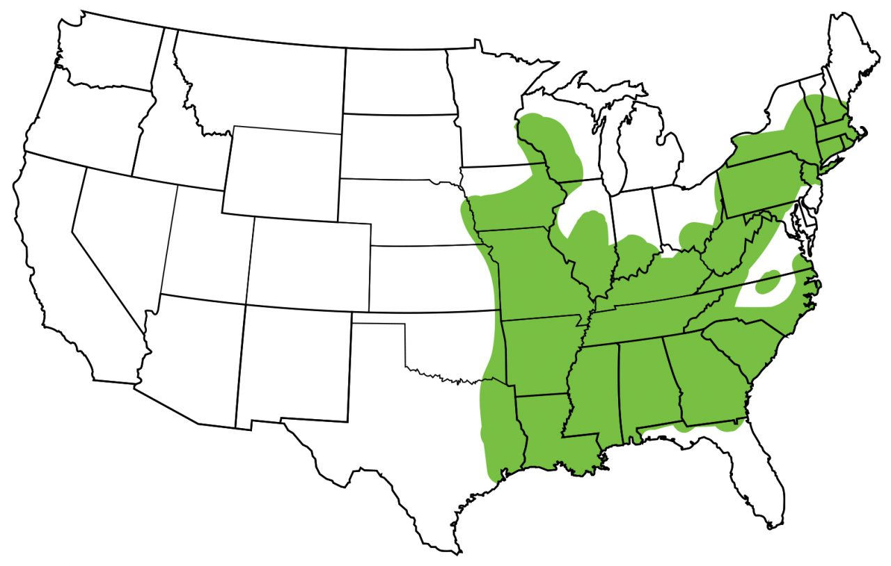 Timber Rattlesnake | South Carolina Partners in Amphibian and Reptile ...