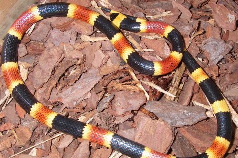 Snakes of South Carolina | South Carolina Partners in Amphibian and ...